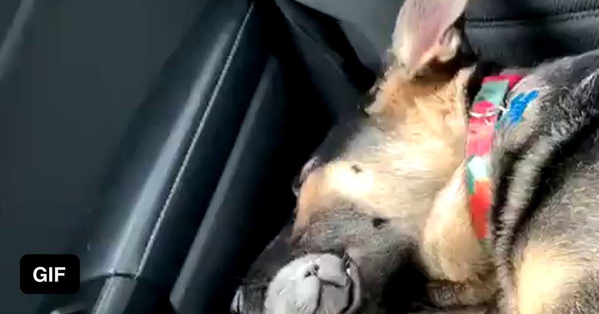 Comfort chew toy - 9GAG