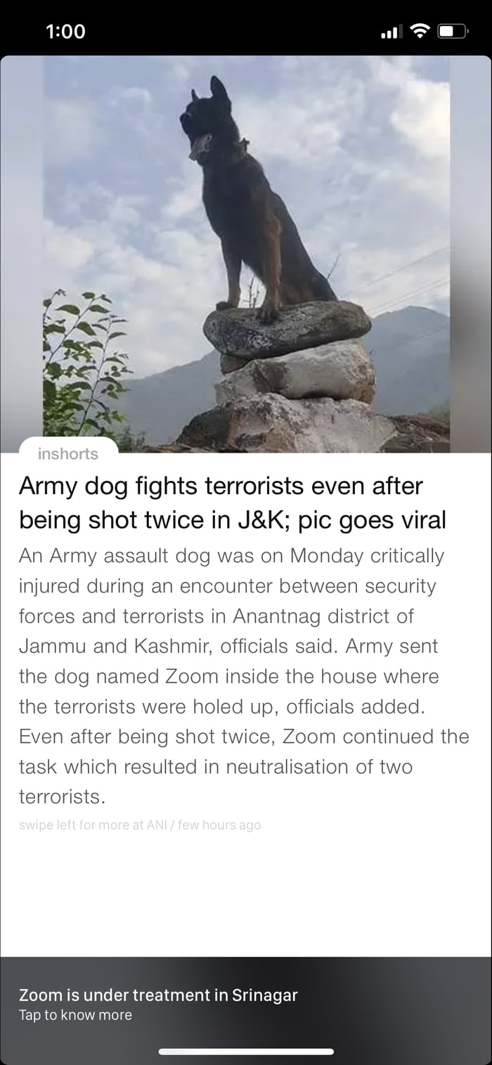 Good boi fights bad dogs! - 9GAG