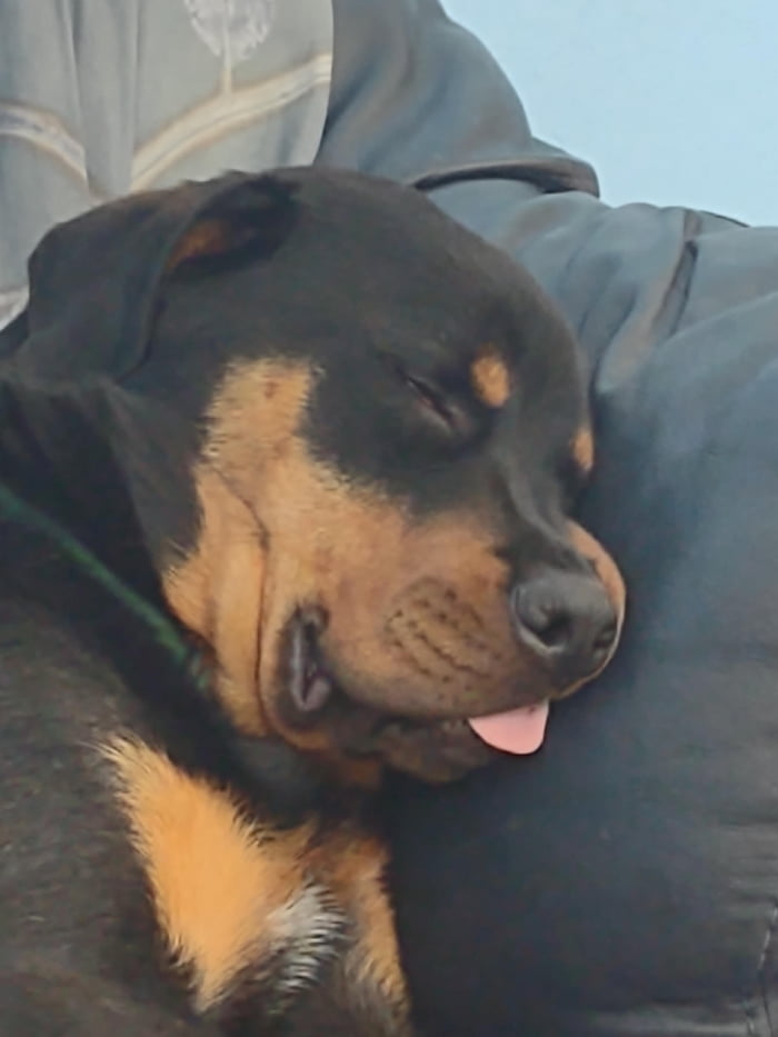 Pickle is the most graceful sleeper. - 9GAG