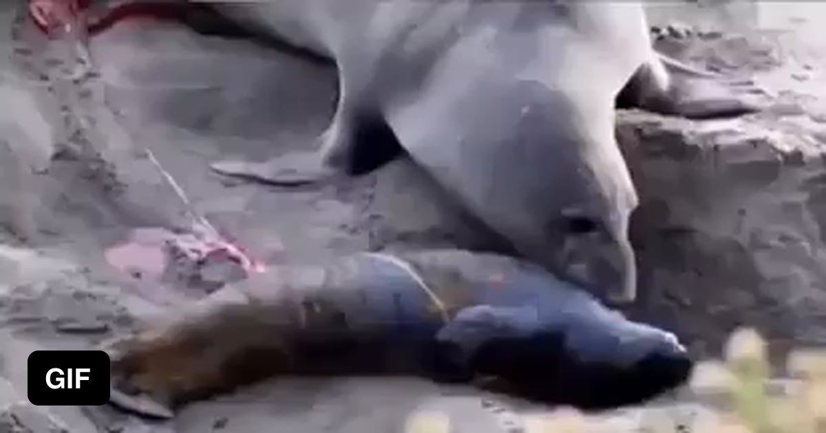 The reaction of the female seal when she realized that the newborn seal ...