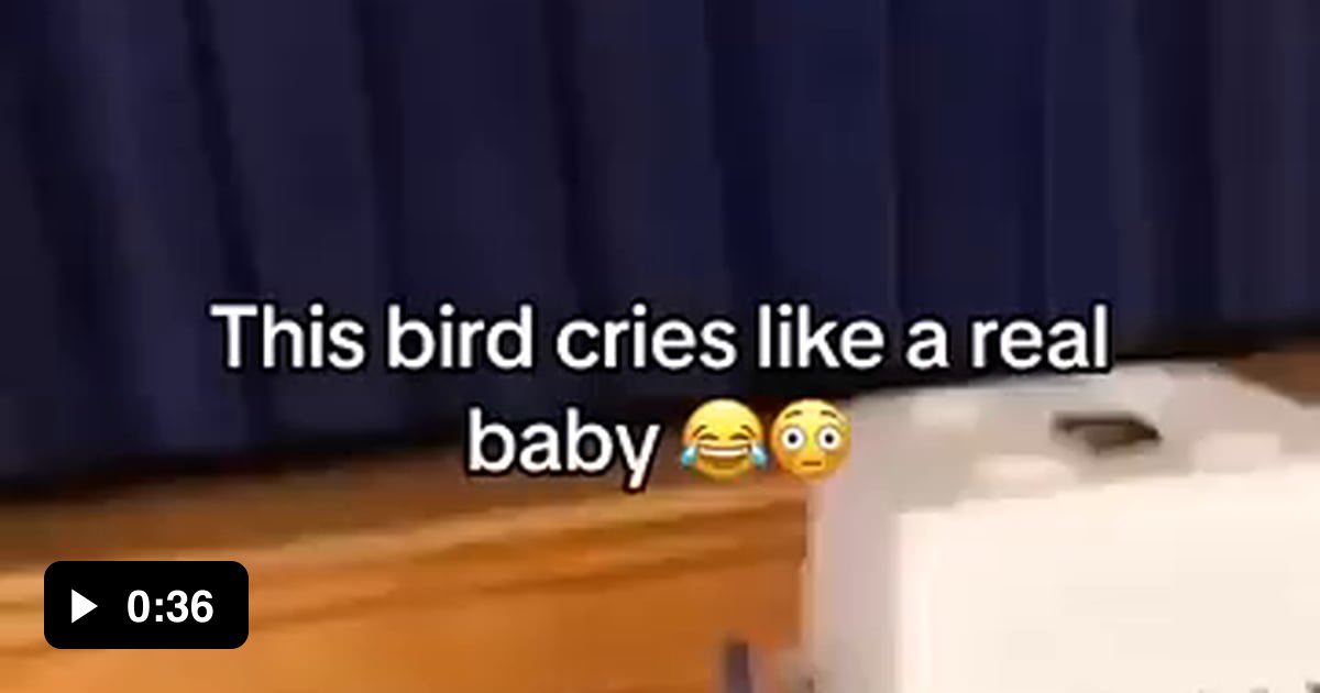 Parrot cries like a human baby - 9GAG