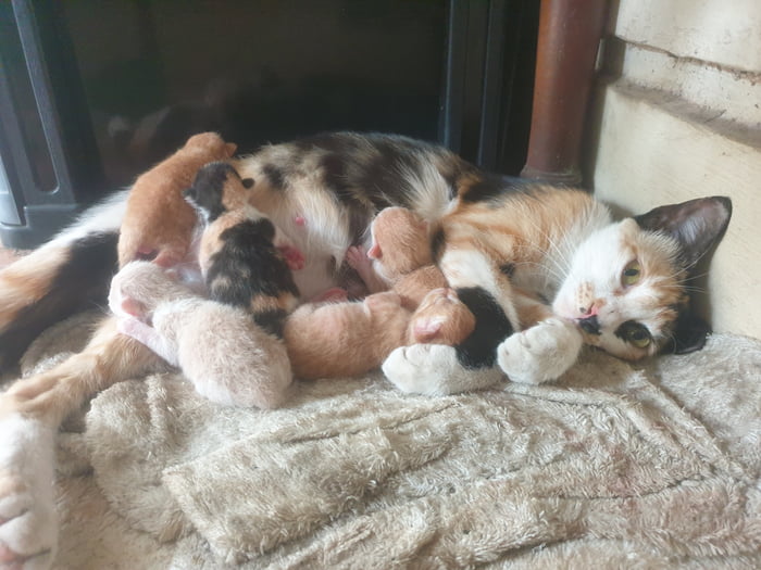Laura just gave birth to 5 smol kitten - 9GAG