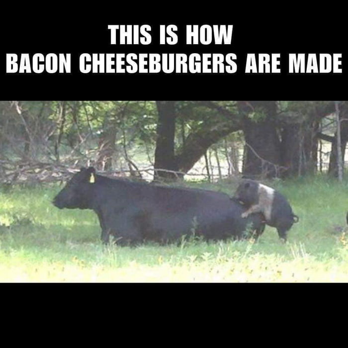 Mmmmmm......bacon...... - 9GAG