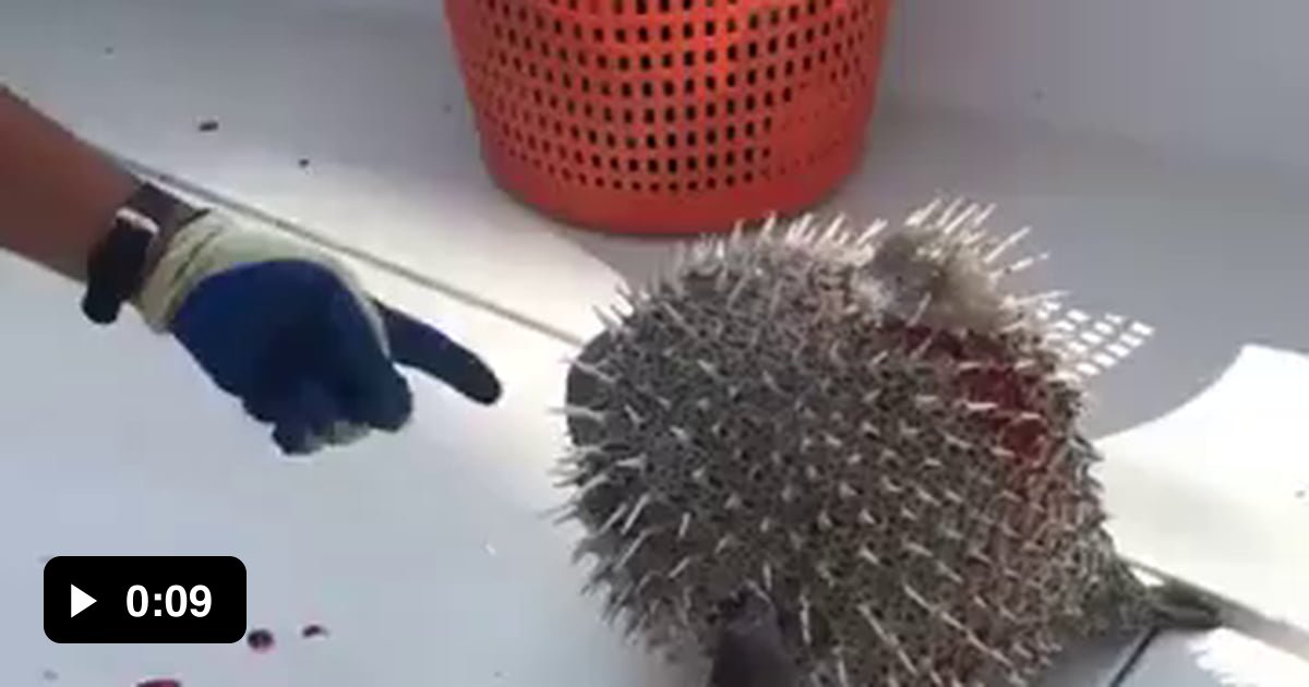 Playing dumb games and winning dumb stuff - 9GAG