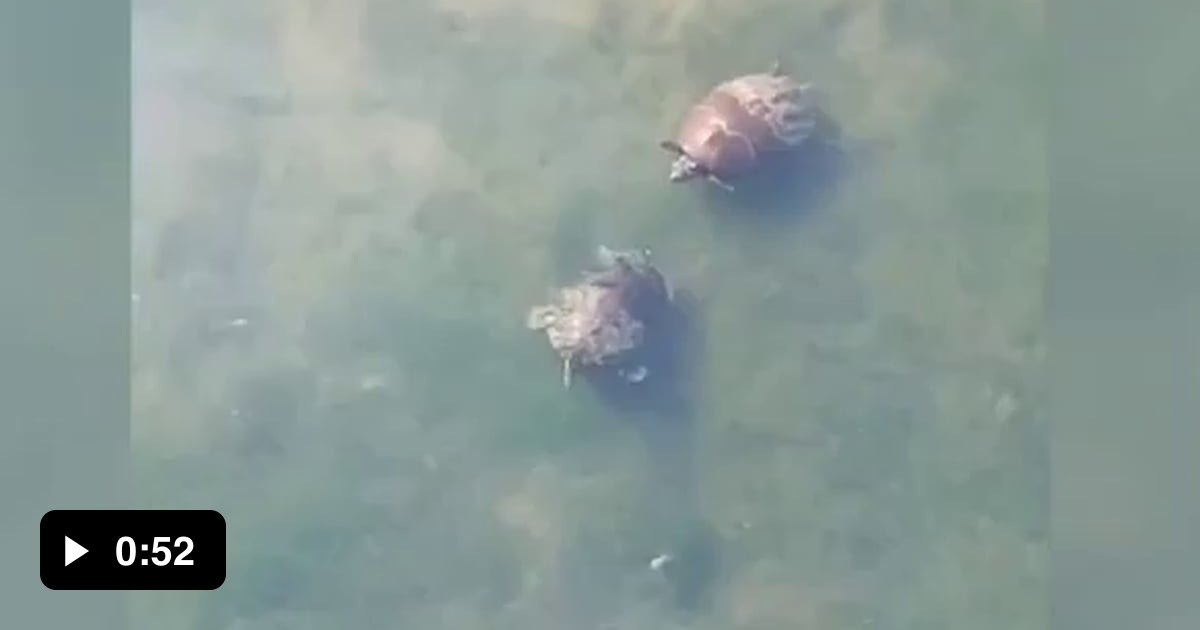 Mighty Mutant Turtle Tickle Fight - 9GAG