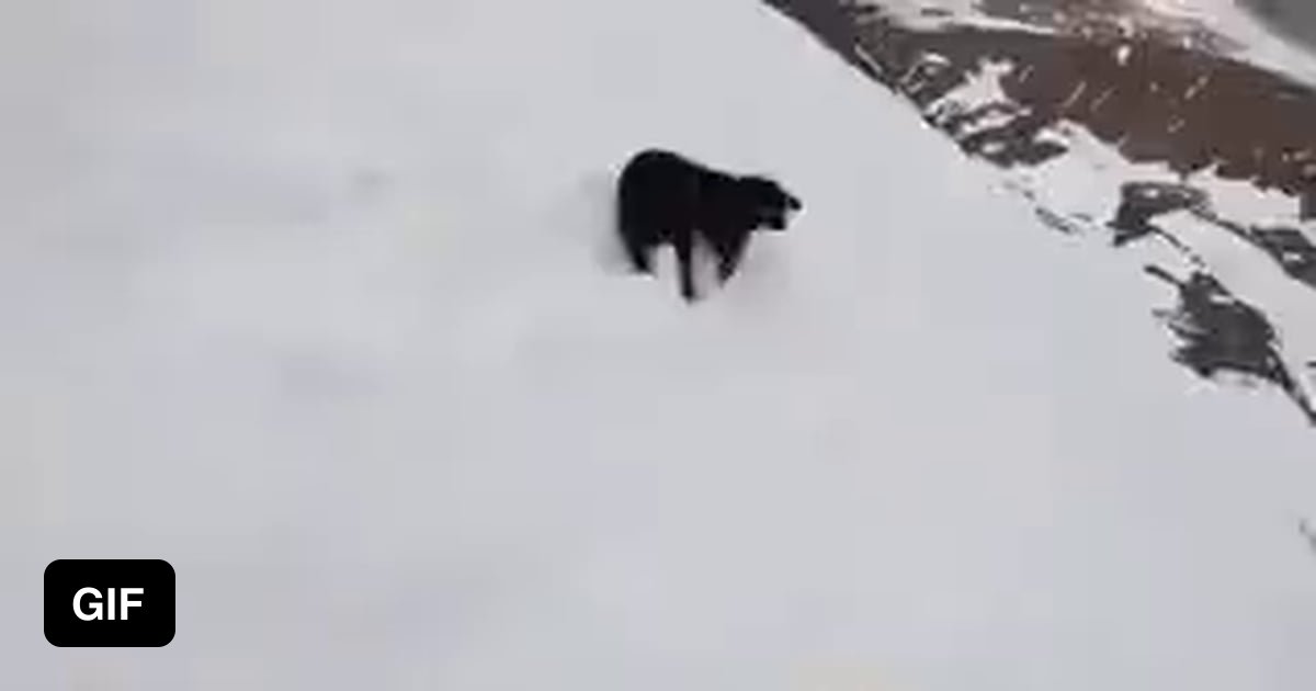 Unsupervised dogs will be eaten - 9GAG