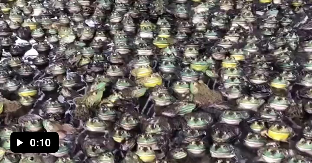 Choosing the perfect frog for a meme - 9GAG