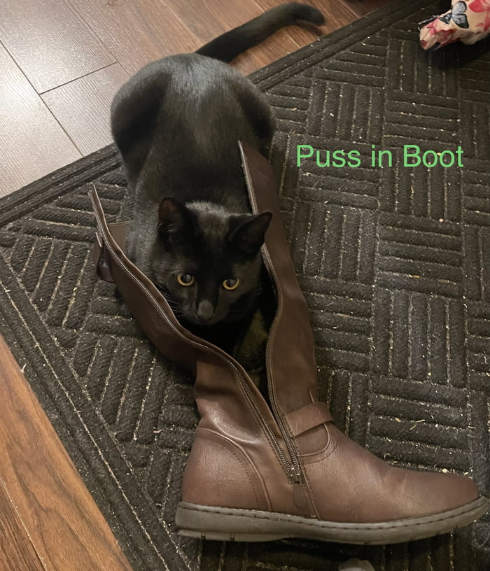 Puss in boot - 9GAG