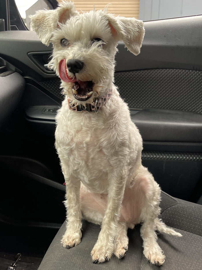 OC Professional yawning at its finesta - 9GAG