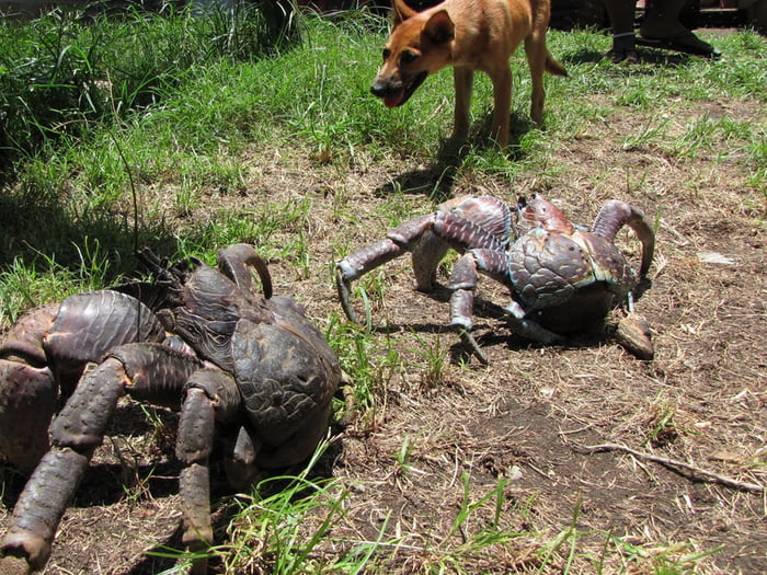 The size of these crabs! - 9GAG