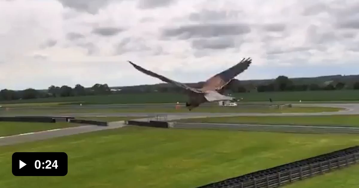 The amazing head stabilization of a hunting kestrel. - 9GAG