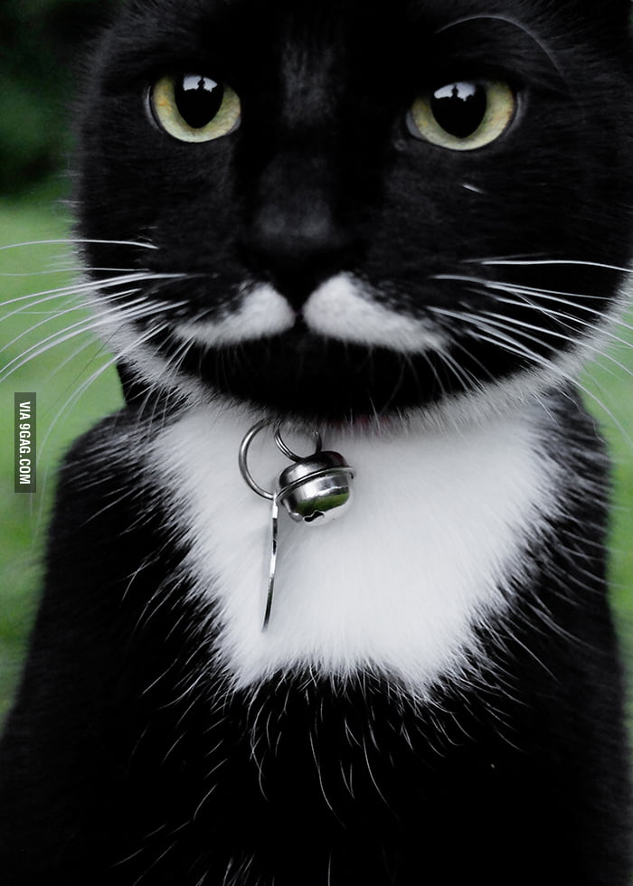 Stalin the cat - 9GAG