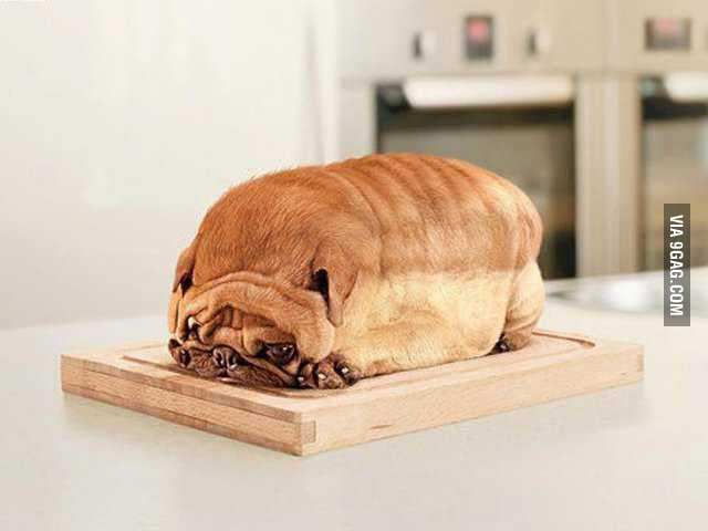 Pure bread dog - 9GAG