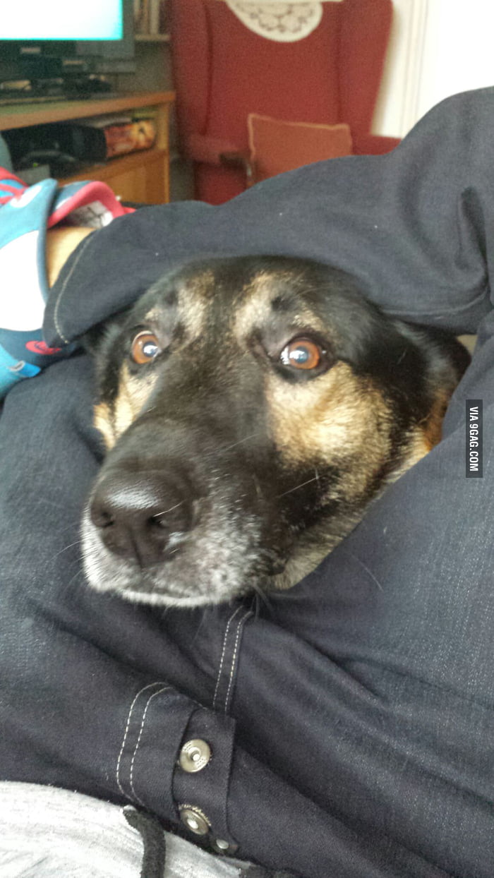 You know when your dog wants some attention - 9GAG You know when your dog wants some attention - 9GAG