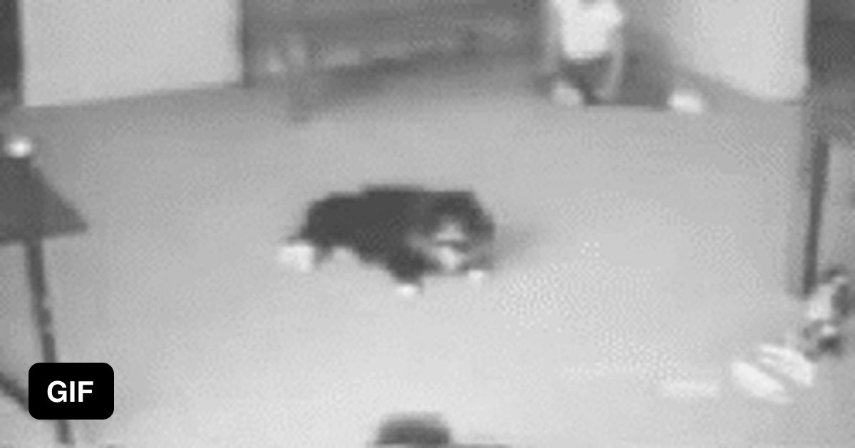 Disturbing footage of a cat getting run over by a car. - 9GAG