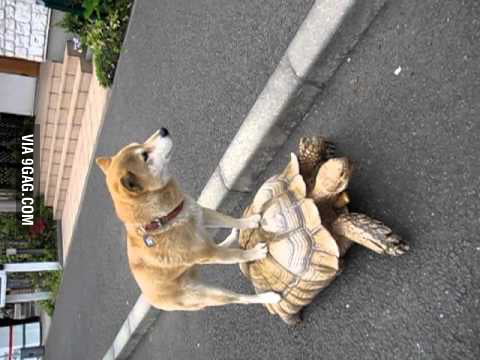 Just A Dog Riding Turtle - 9GAG