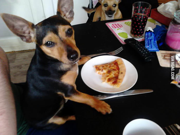 Dogs Dinner - 9GAG