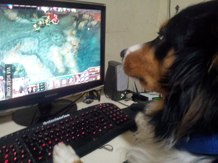 My dog playing DotA, he is addicted. - 9GAG