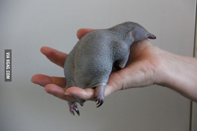 Does this animal looks like a ballsack to anyone but me? - 9GAG