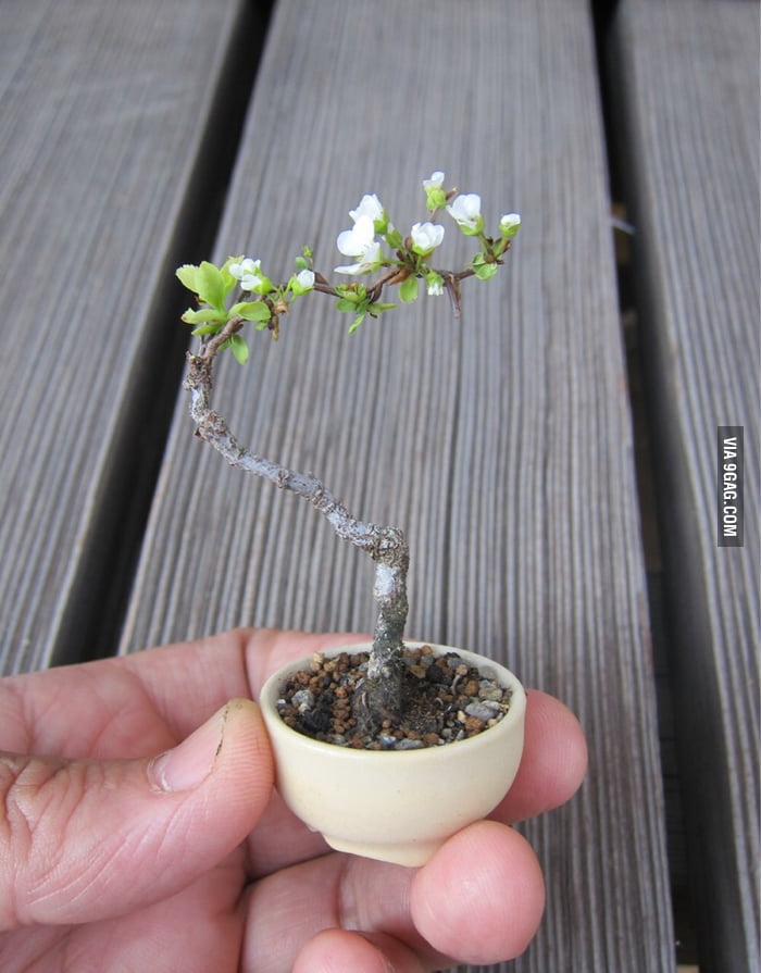 Worlds tiniest flowering tree - 9GAG
