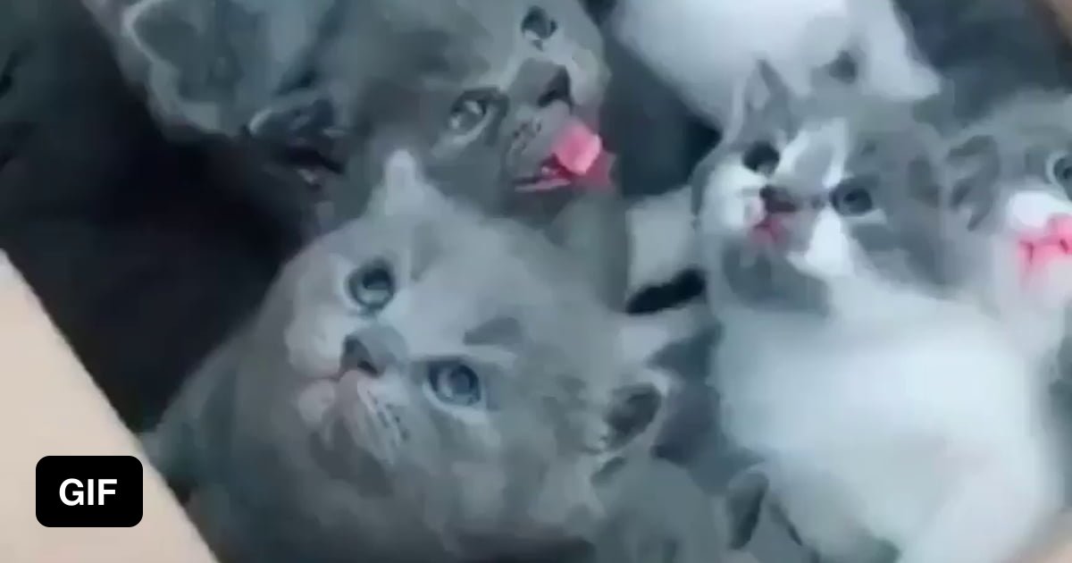 A Box Full of Kittens! - 9GAG