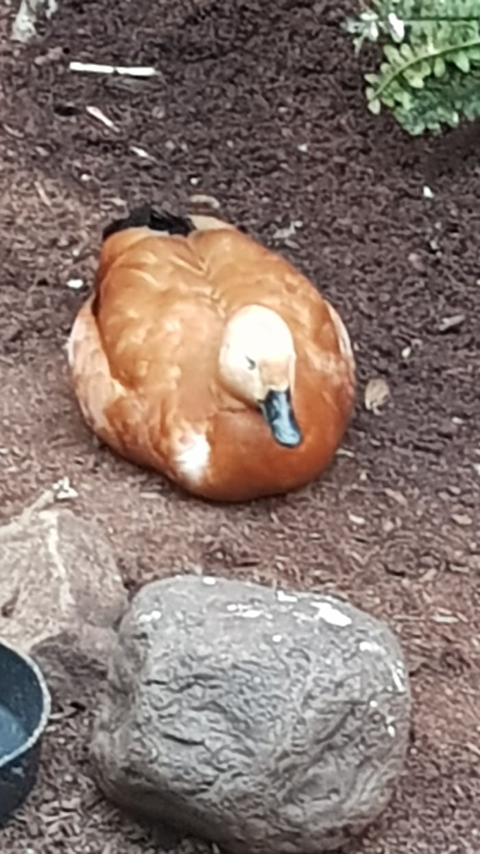 This is why you shouldn't feed too much bread to ducks. They turn into a loaf of bread. - 9GAG