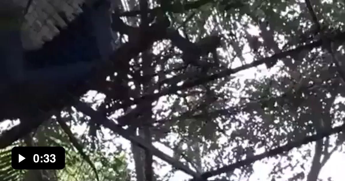 Parrot at a rave party (watch the end) - 9GAG