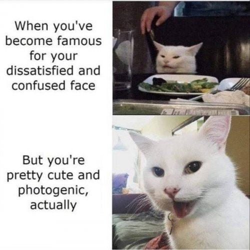 Know the cat behind the meme - 9GAG