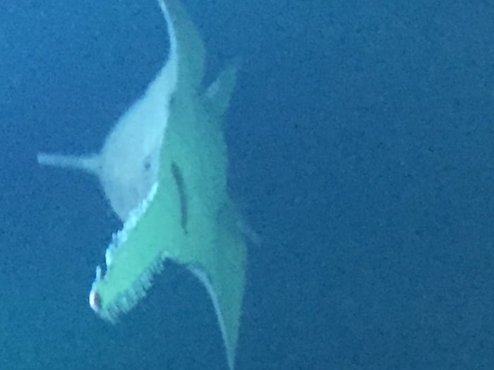 This derpy looking shark. - 9GAG