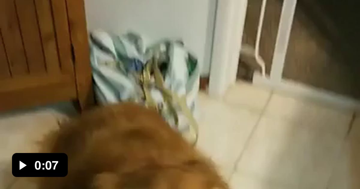 Old Man Doesnt Have Many Tippy Taps Left But He Does Love Treats And