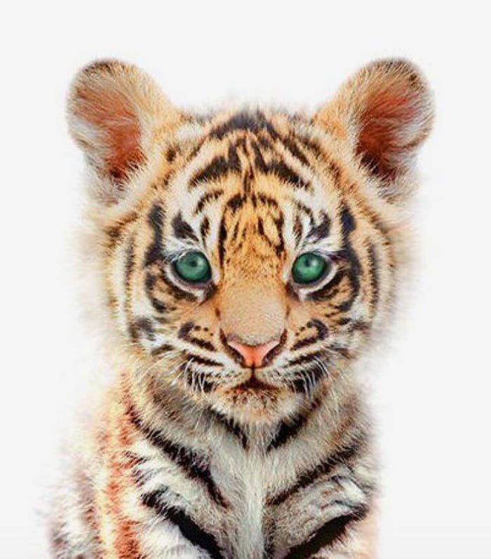 Lil tiger - 9GAG
