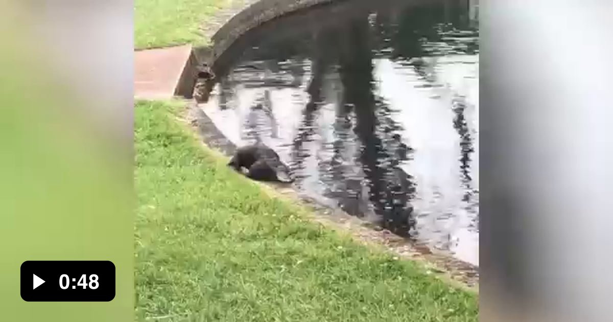 Perry Live Action - 9GAG