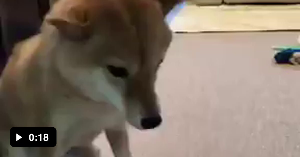 Hungry doggo - 9GAG