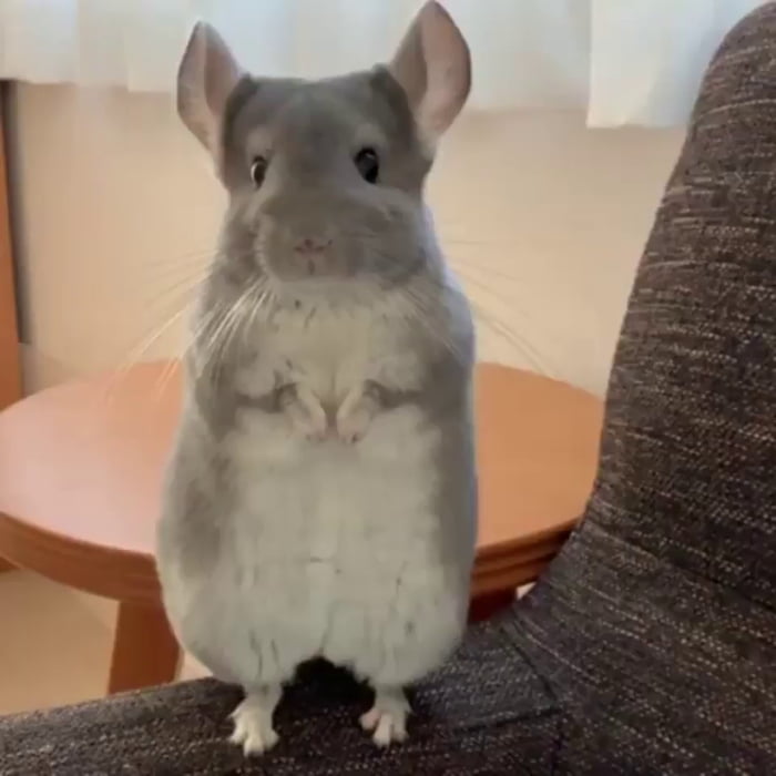 Cute mouse waving hi! - 9GAG