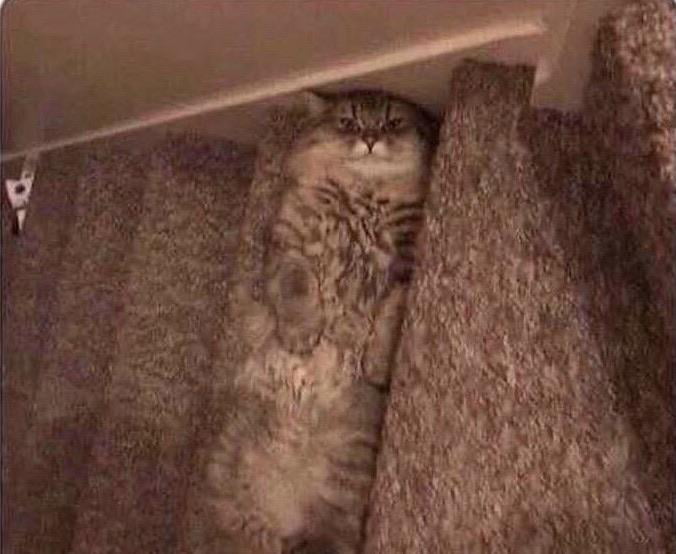 God damn cat blending in with the stairs! - 9GAG