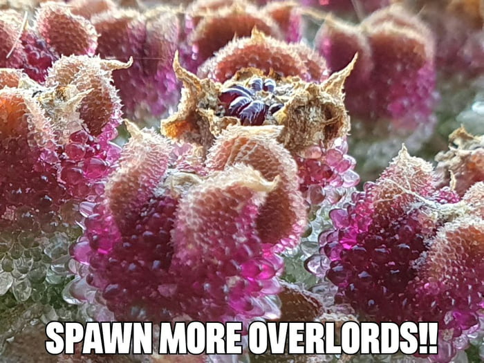 Spawn more overlords. - 9GAG