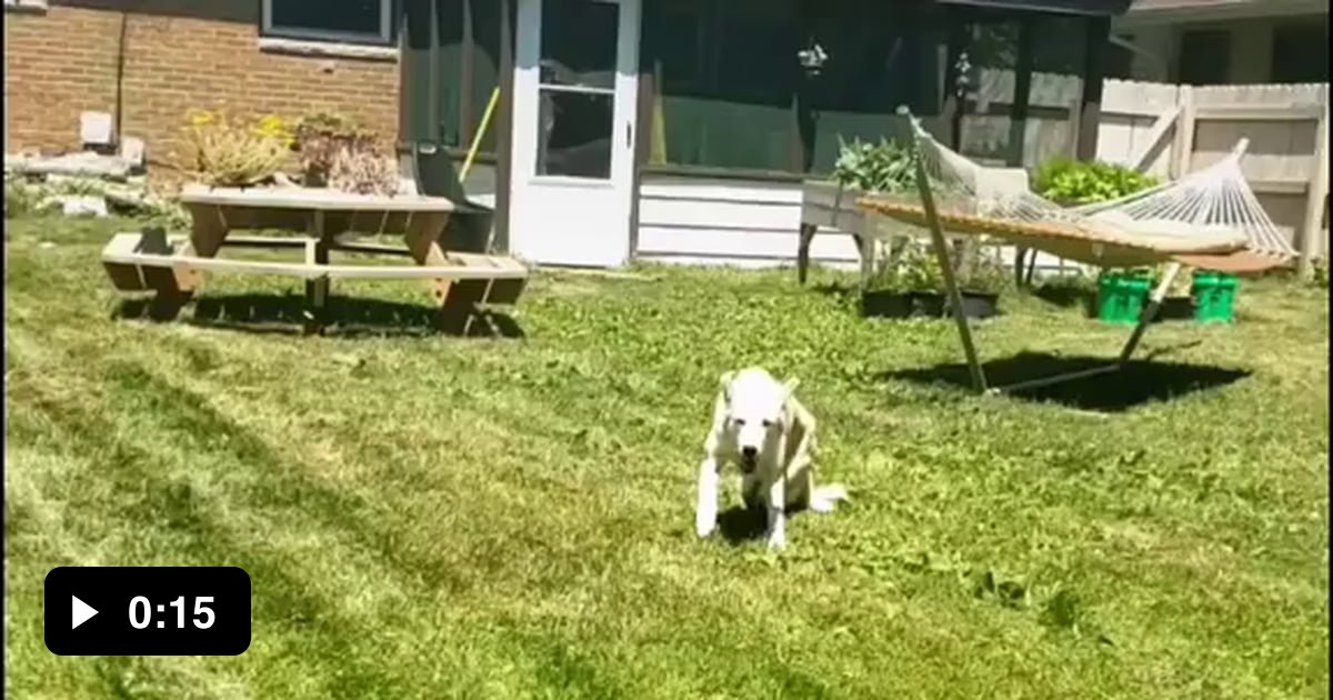 Excited Tippytaps! - 9GAG