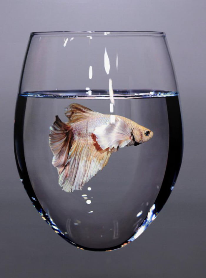 Hyper realistic painting of glass and fish by artist Young Sung Kim. - 9GAG