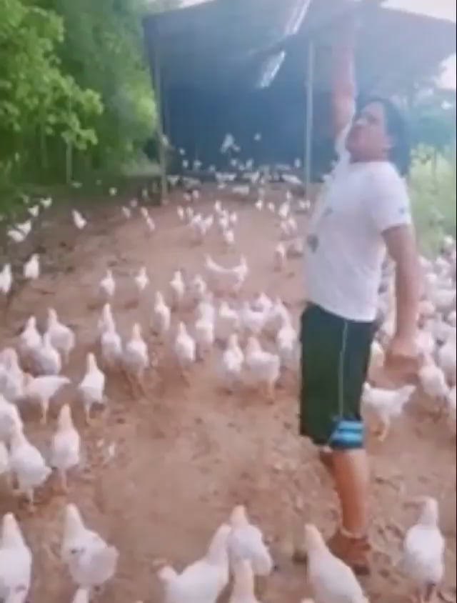 Leading an army of chickens - 9GAG