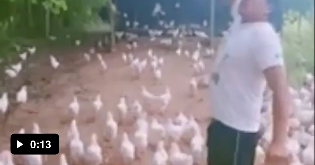 Leading an army of chickens - 9GAG