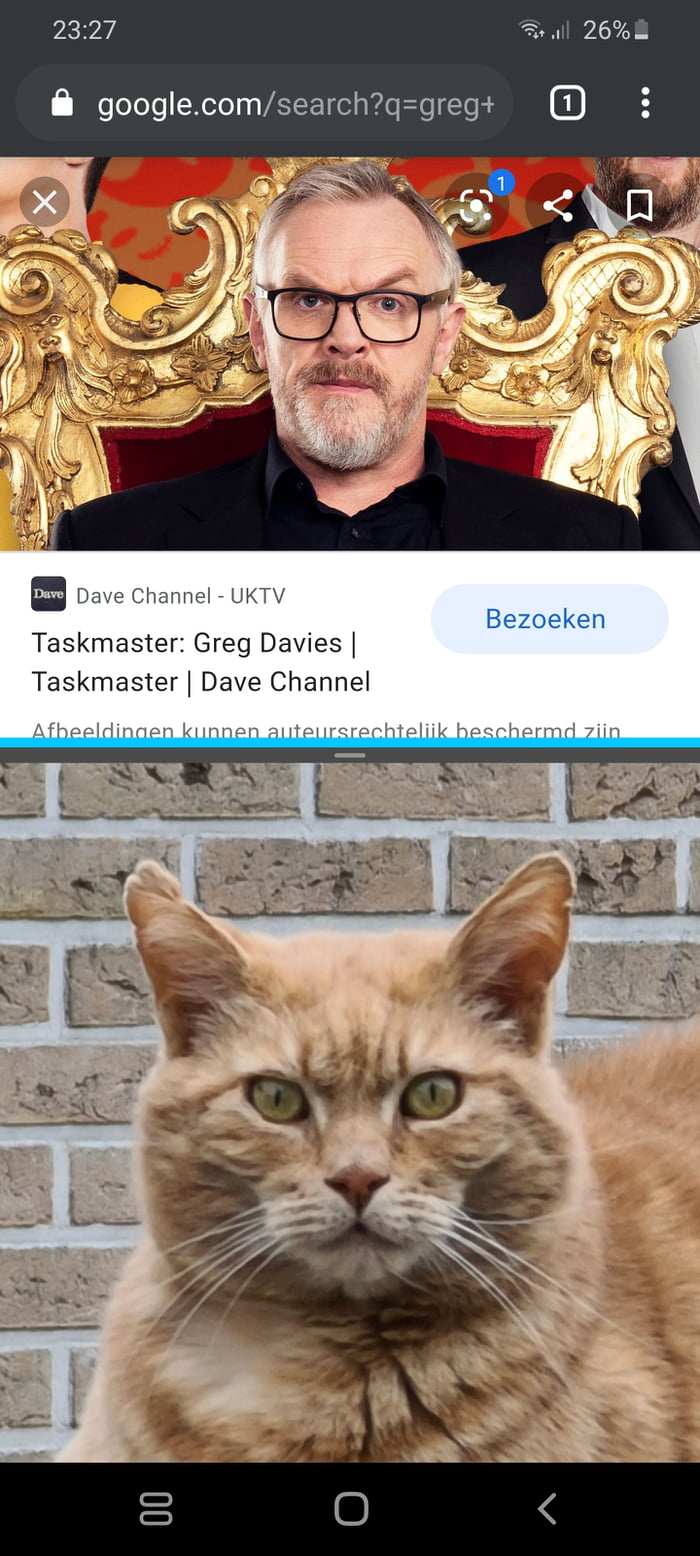My cat had the same facial expression as Taskmaster Greg Davies, when I ...