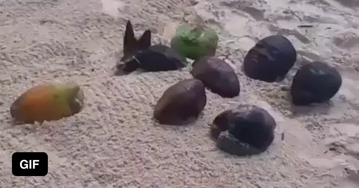 Coconuts - 9GAG