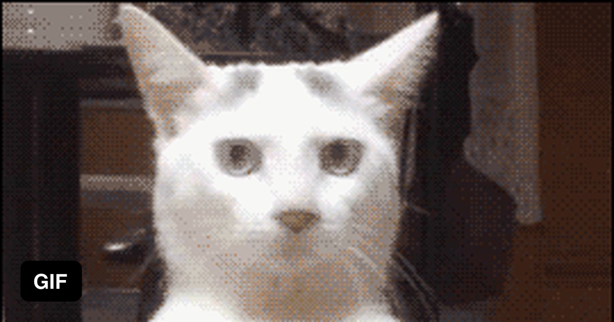 When I find a spider crawling by the table - 9GAG