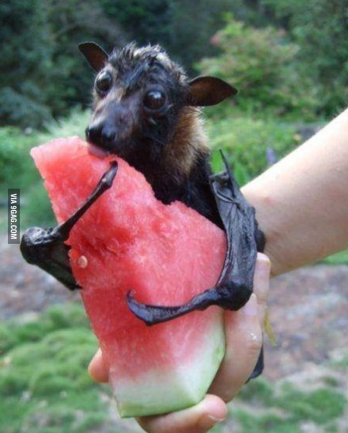 Fruit bat and his slice of watermelon. - 9GAG