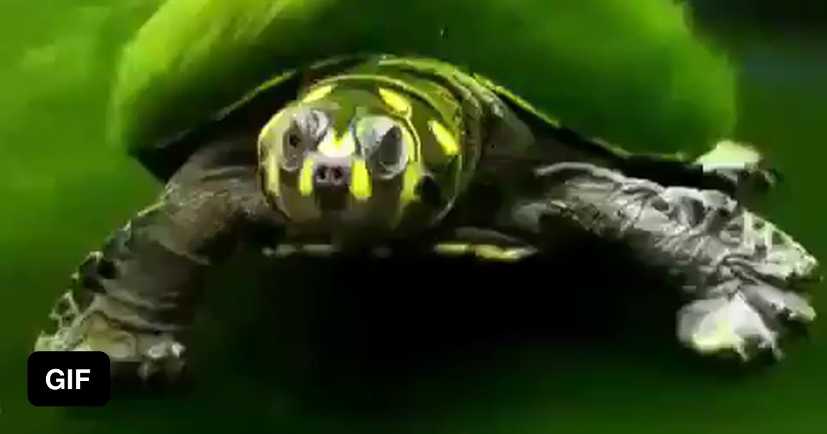 Turtle with a badass mossy shell - 9GAG
