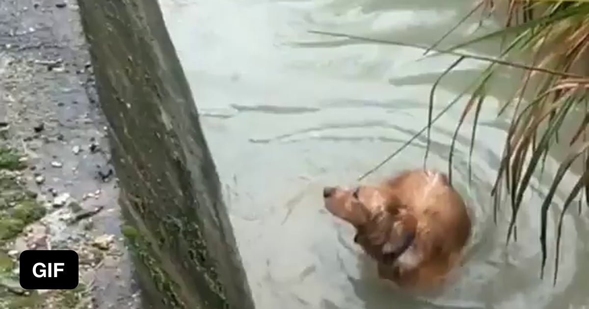 Stranded dog gets rescued by a stranger. - 9GAG