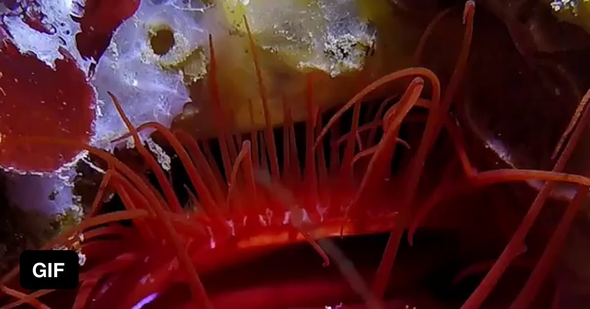 The Electric Fire Clam - 9GAG