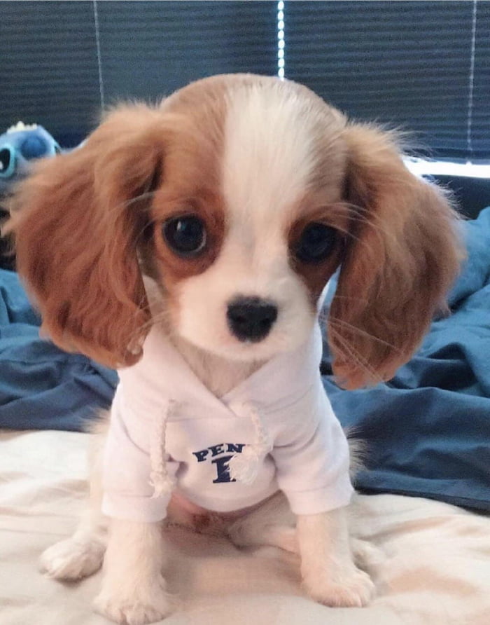 Lil pupper with big doggo ears! - 9GAG