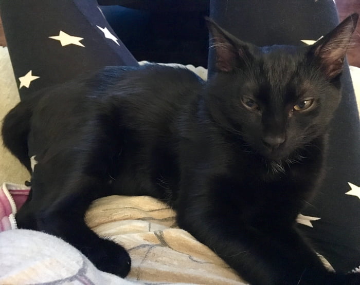 Black cats were created to give everyone the opportunity... to be owned ...