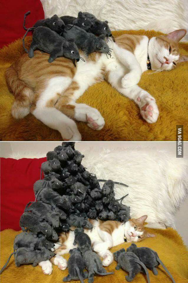 My cat hates me - 9GAG